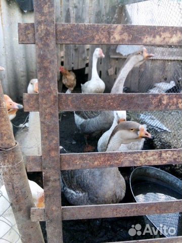 Гуси Холмогоры семья на племя