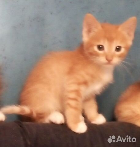 Леонэль 2 мес, мальчик