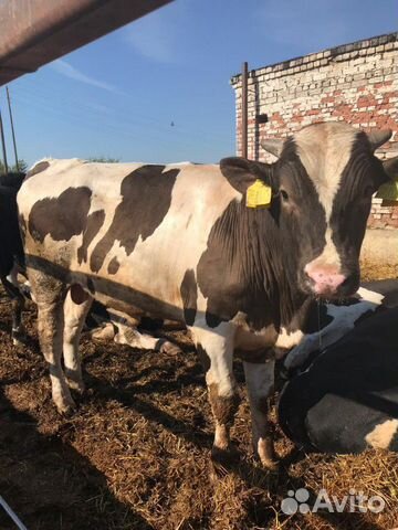 Быкчки телята