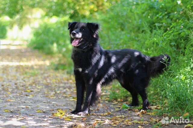 Барон ищет дом