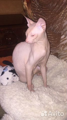 Голублглазый донской сфинкс ждет на вязку кошечку