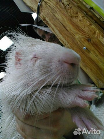 Ручной дикобразик