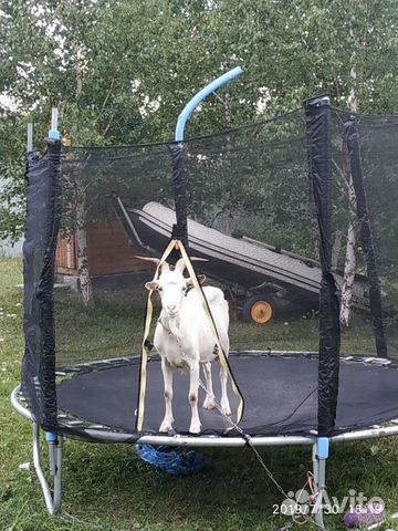 Коза дойная