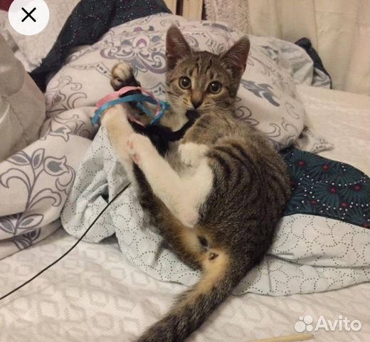 Котята в дар 2 месяца