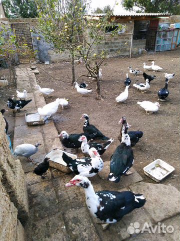 Продам индоуток