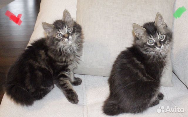 Клубные котята курильского бобтейла экстра-класса