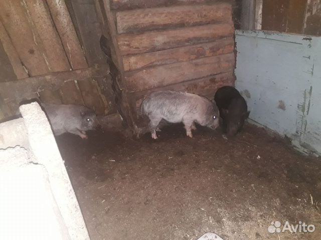 Вьетнамские поросята
