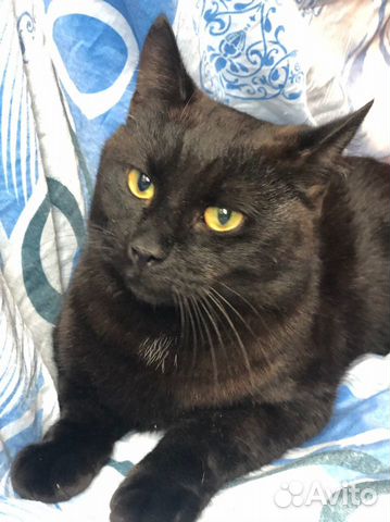 Несчастный котик Нарцисс 1,5 года ищет свой дом