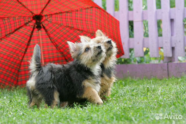 Щенки норвич терьера