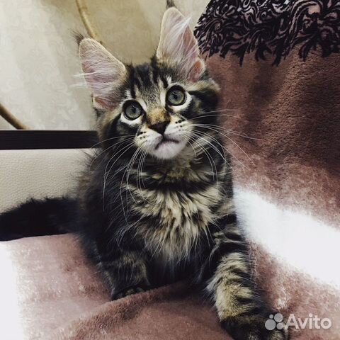 Продаётся котёнок Мейн-кун