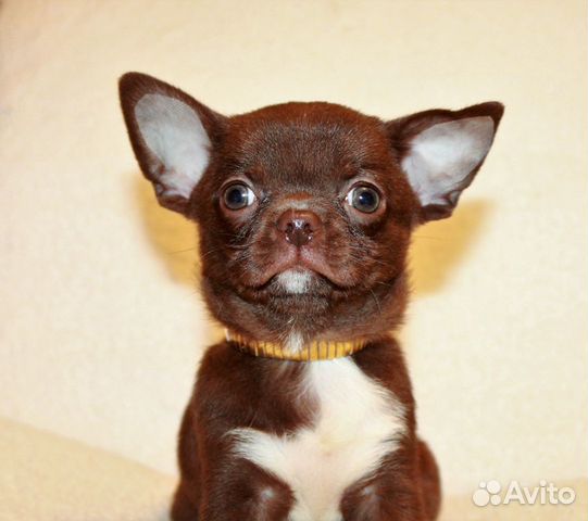 Шоколадное чудо