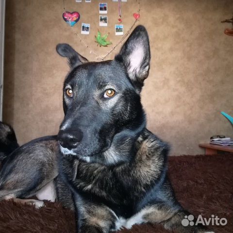 Скуби Ду