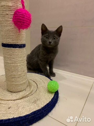 Котенок, девочка 3.5-4 мес