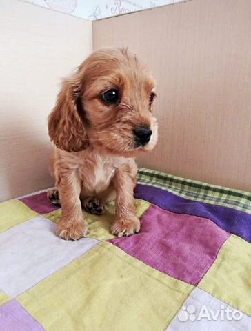 Щенки Английского кокера