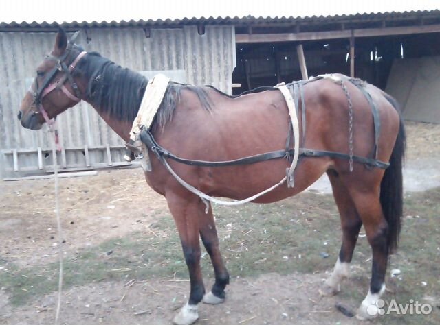 Продам Лошадь