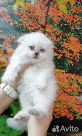 Вислоухоя симпатюля 2 мес