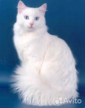 Продаю котят Турецкой ангоры