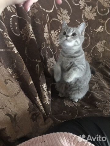 Отдадим малышку