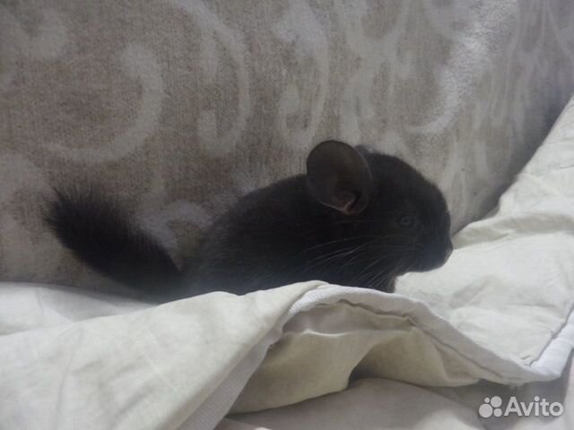 Шиншиллы экстра дарк