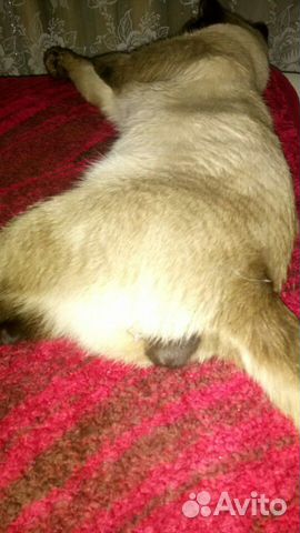 Вязка, тайский сиамский кот