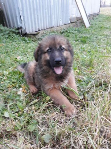 Очаровательный щенок полтора месяца