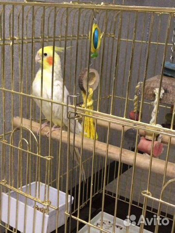 Попугай Корелла