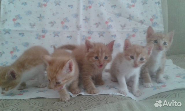 5 рыжих котят - мальчики