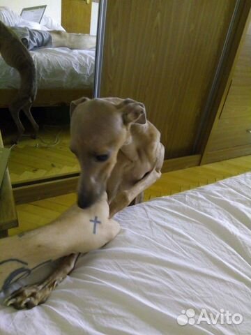 Отдам Левретку в добрые руки