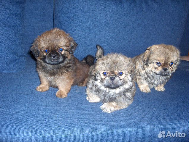 Щенки пекинеса