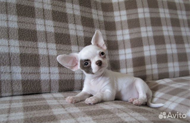 Чихуаха девочка