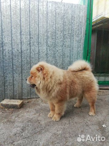 Чау-чау