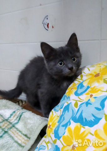 Игривый серо-голубой котенок девочка