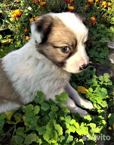 Щенки ждут своих хозяев