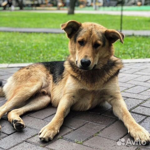 Щенок немецкой овчарки и 1год и 6 месяцев