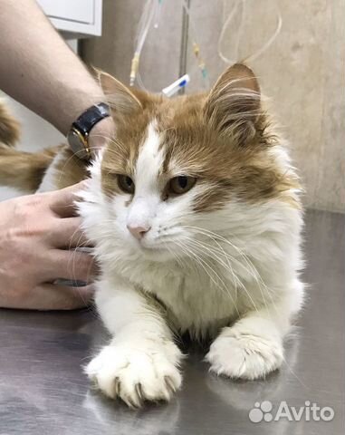 Бело-рыжий кот