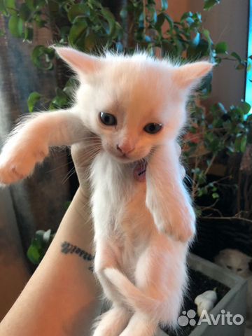 Котята
