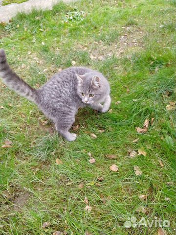 Котенок