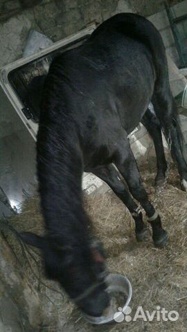Продам кобылу