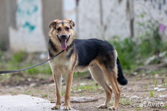 Собака Кинг ищет дом