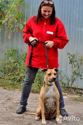 Умнейшая собака Оливия ищет дом и хозяина