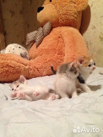 Котята (трёхцветные )