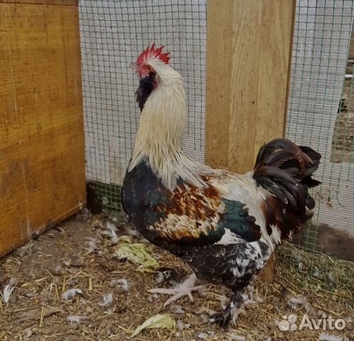 Петух Фавероль, Утки Индийский бегунок