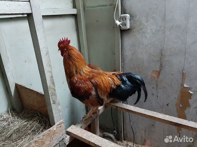 Продам петуха