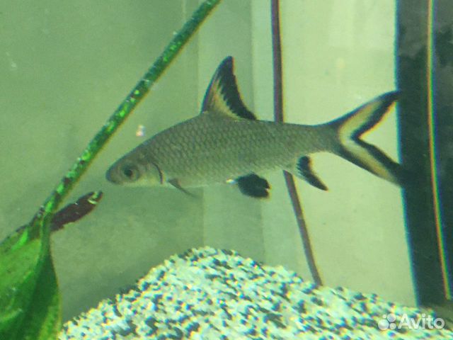 Аквариумные цихлиды