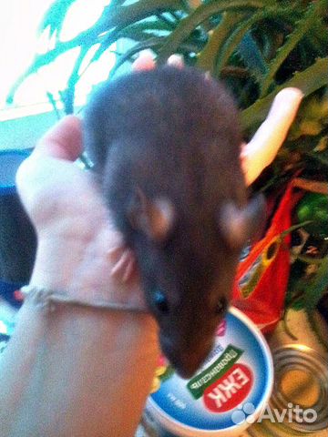 Крысята. 1 месяц