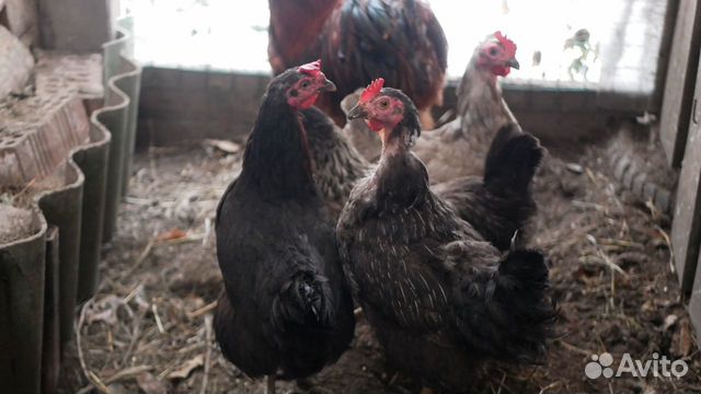 4 курочки и 1 петух