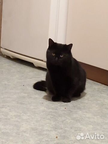 Абсолютно черный котик-подросток очень ищет дом)