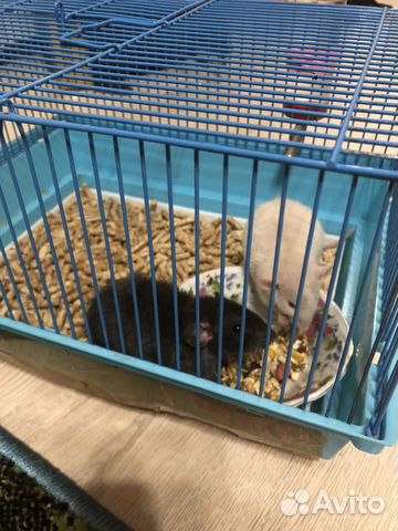 Декоративные крысы