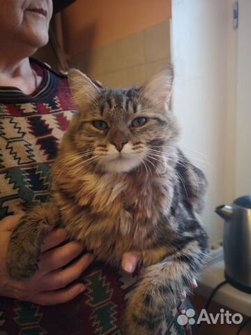Сибирская кошка