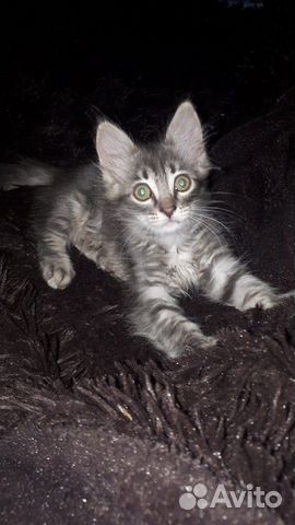 Кот